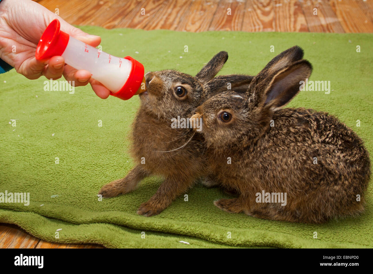 Two leverets hi-res stock photography and images - Alamy