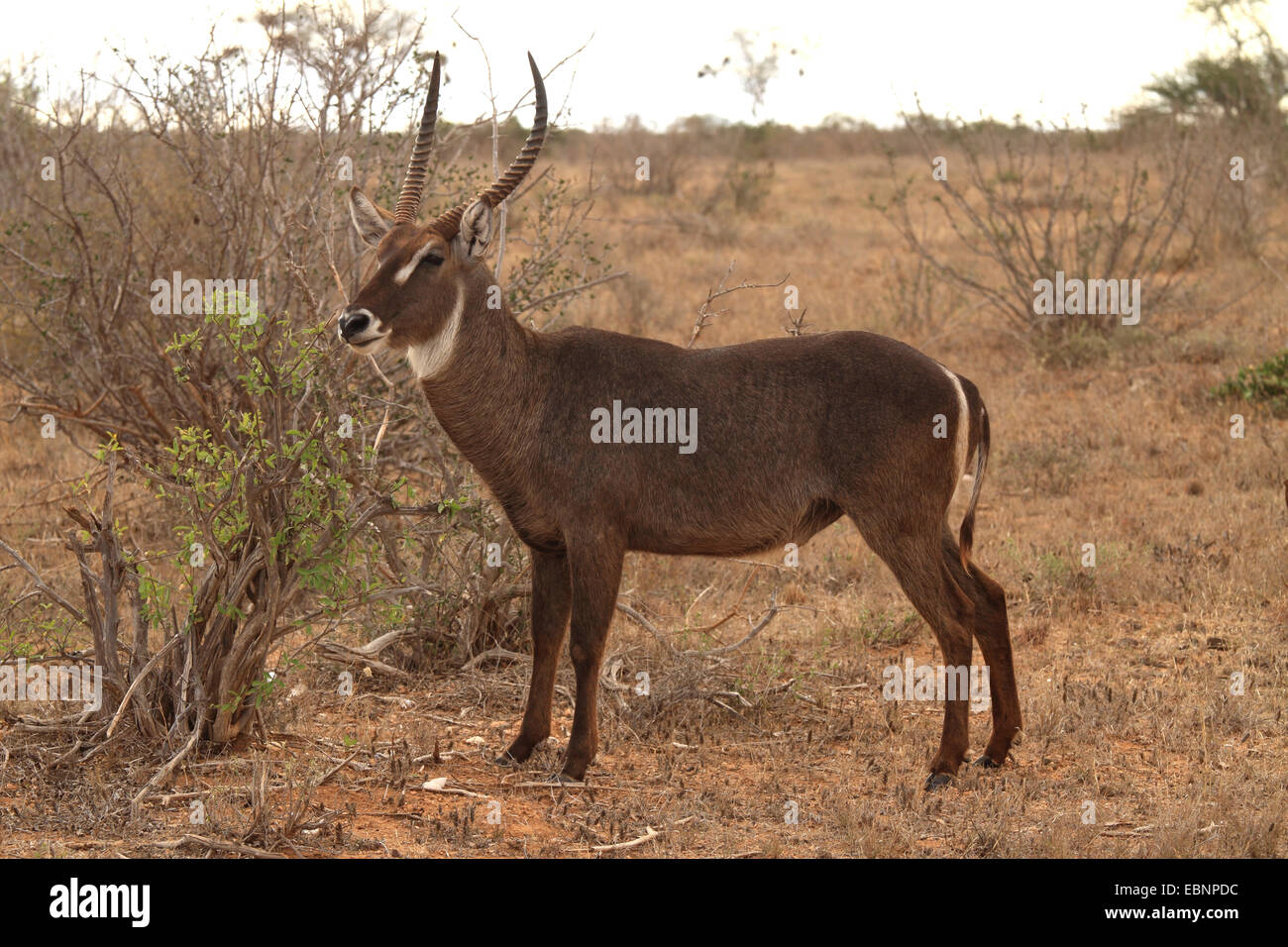 Common waterbuck hi-res stock photography and images - Alamy