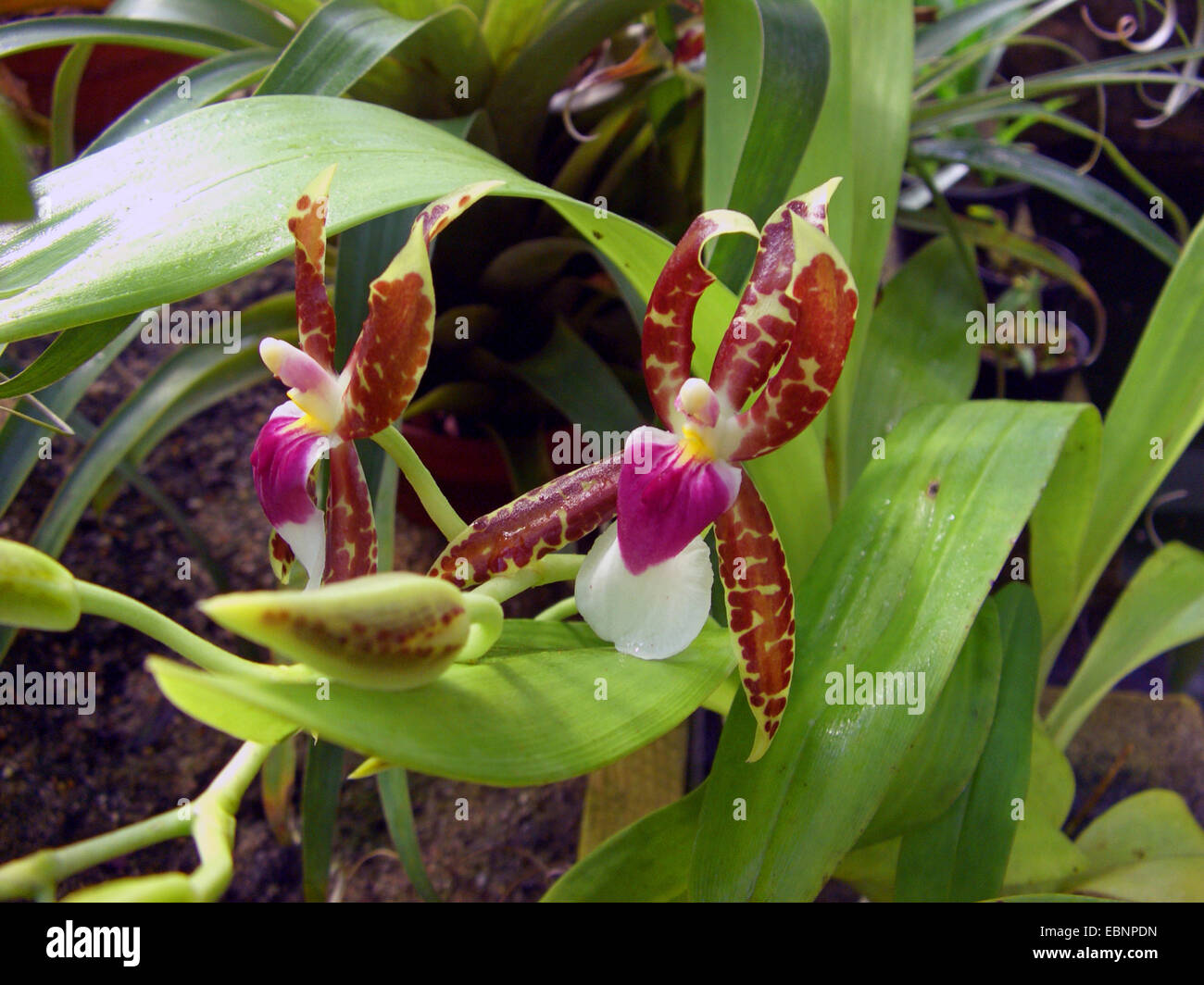 Miltonia flower hi-res stock photography and images - Alamy