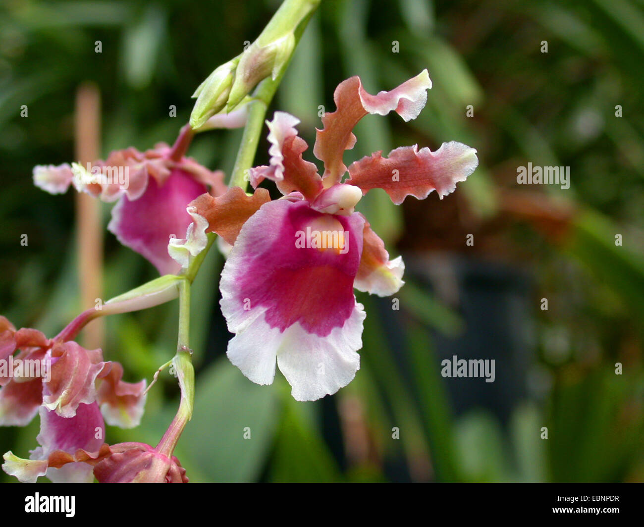Miltonia miltonia warscewiczii hi-res stock photography and images - Alamy