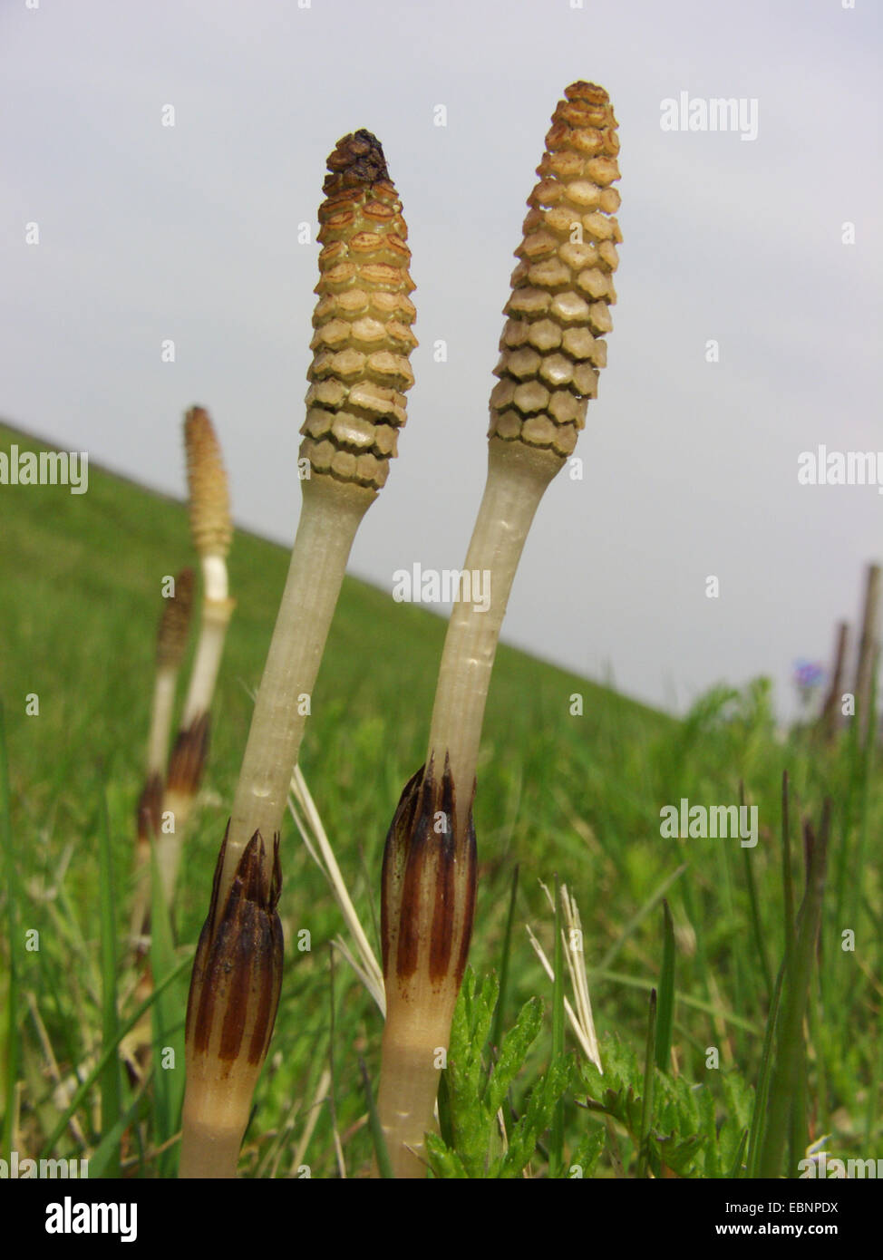 field horsetail (Equisetum arvense), flowering plants on a meadow ...