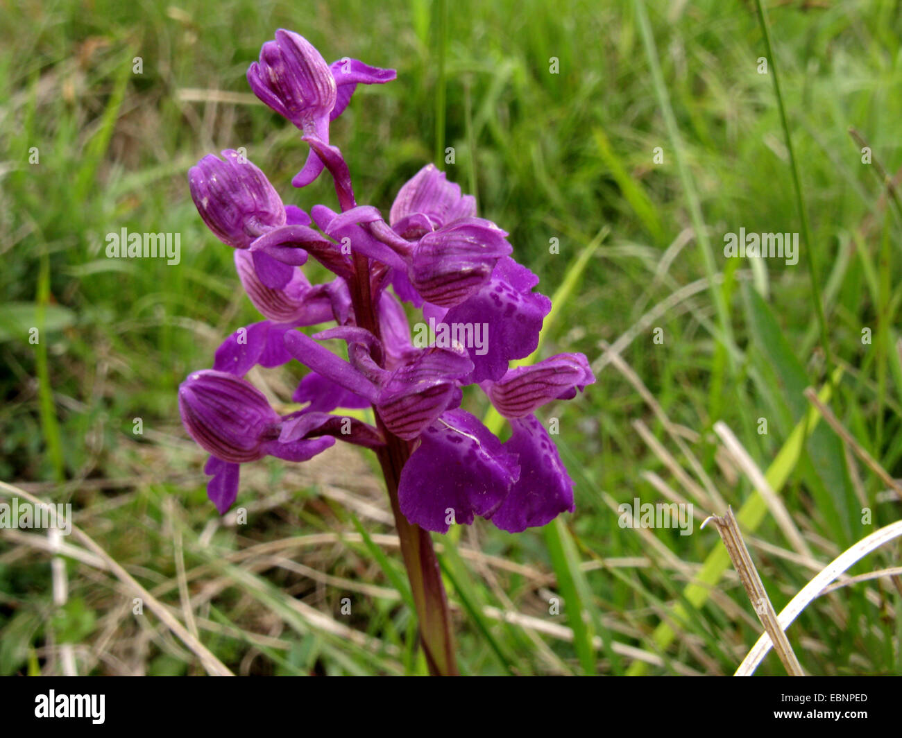 green-winged orchid, green-winged meadow orchid (Orchis morio ...