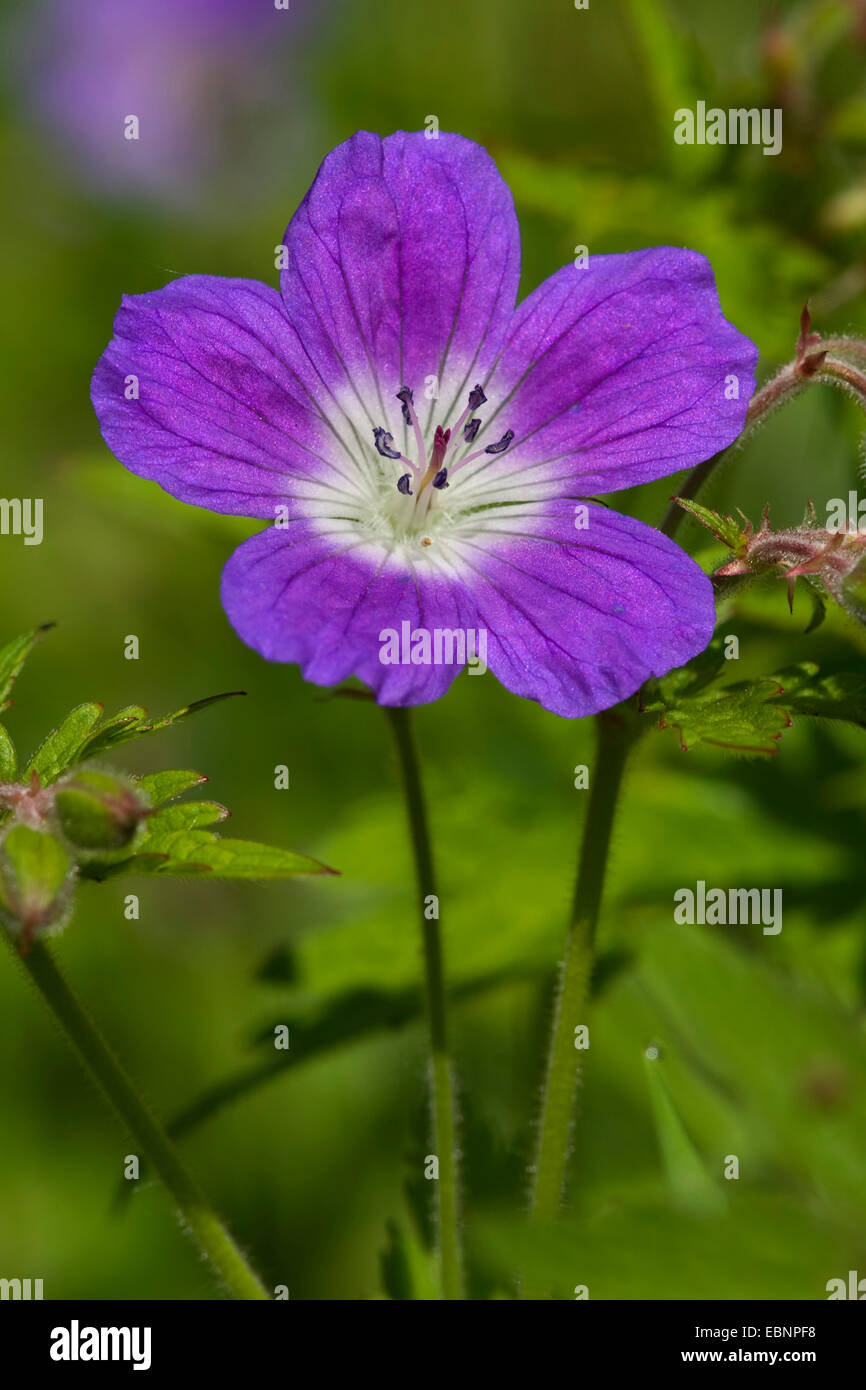 Wood cranesbill (Geranium sylvaticum), flower, Germany Stock Photo - Alamy