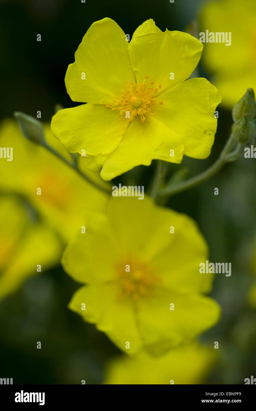 Yellow Sun Rose (Halimium halimifolium), blooming, Portugal Stock Photo ...