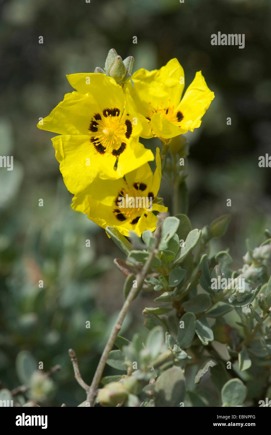 Yellow Sun Rose (Halimium halimifolium), blooming, Portugal Stock Photo ...