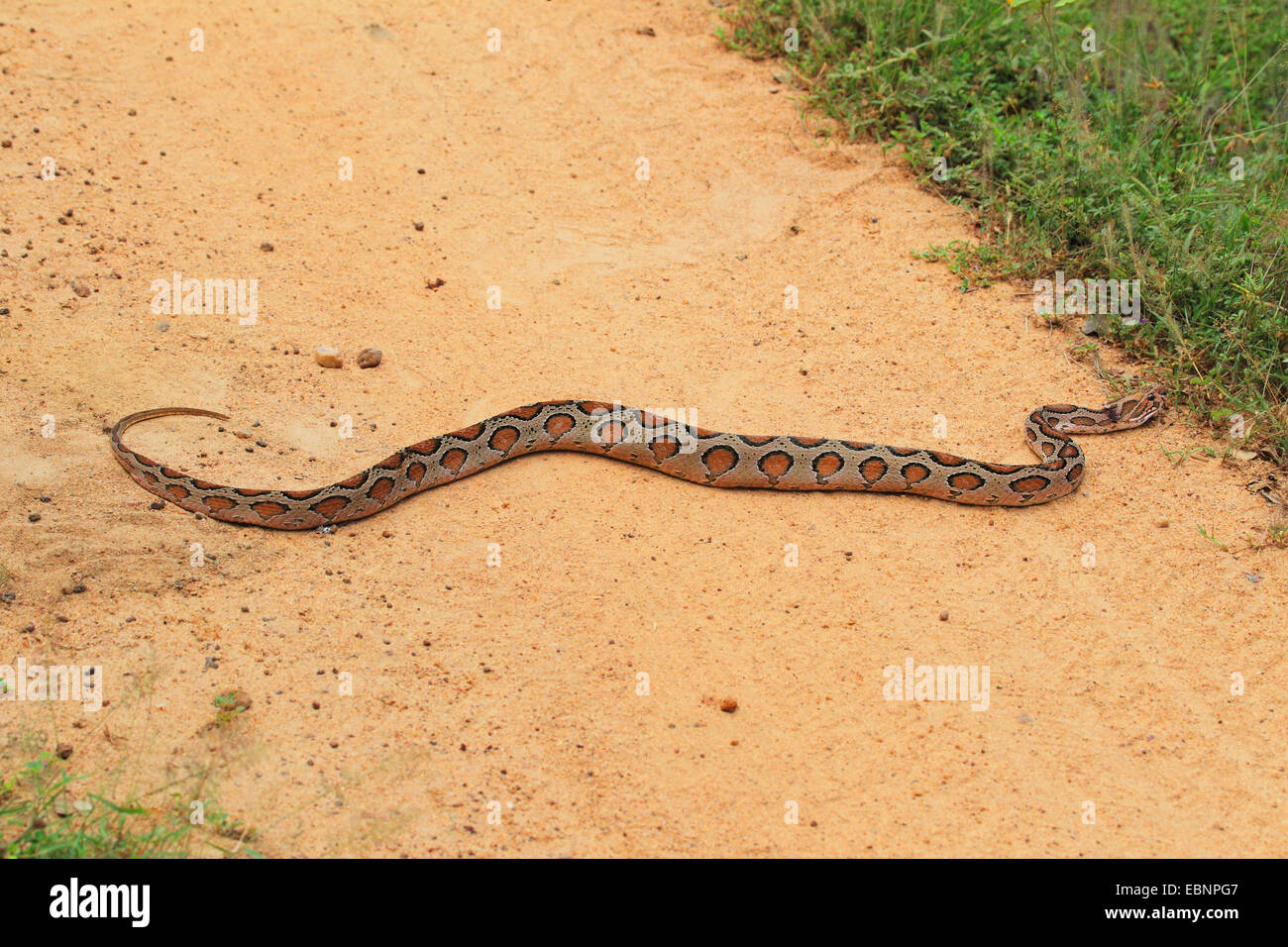 Venomous snakes of sri lanka hi-res stock photography and images - Alamy