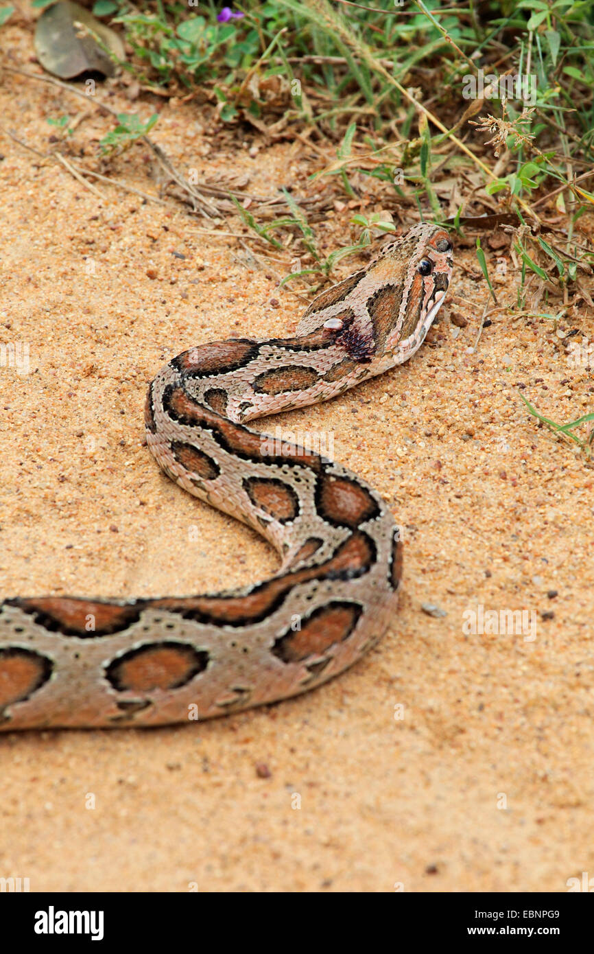 Russell' viper (Daboia russelii, Vipera russelii), portrait, Sri Lanka ...