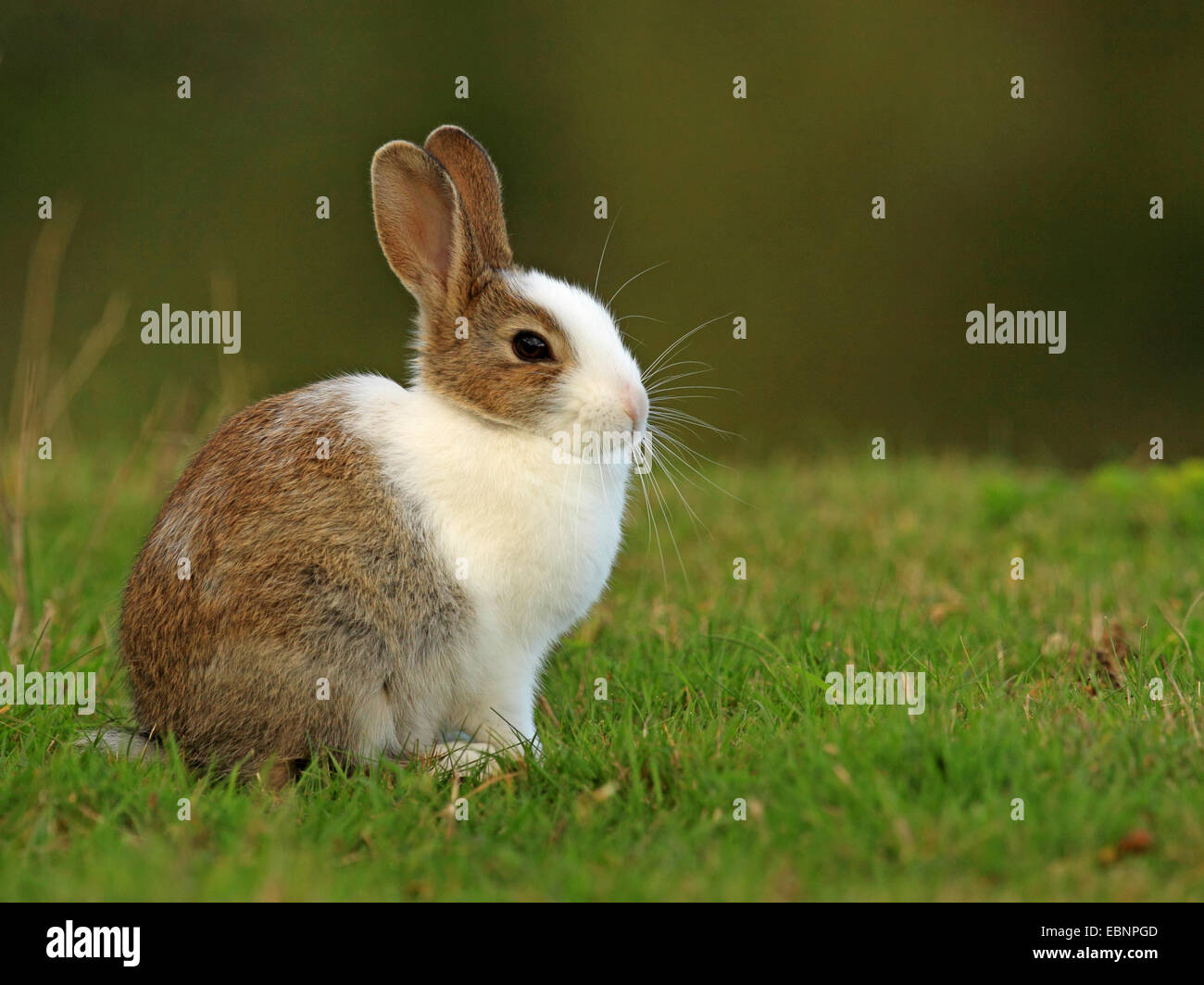 European rabbit (Oryctolagus cuniculus), in a meadow, with partly white ...