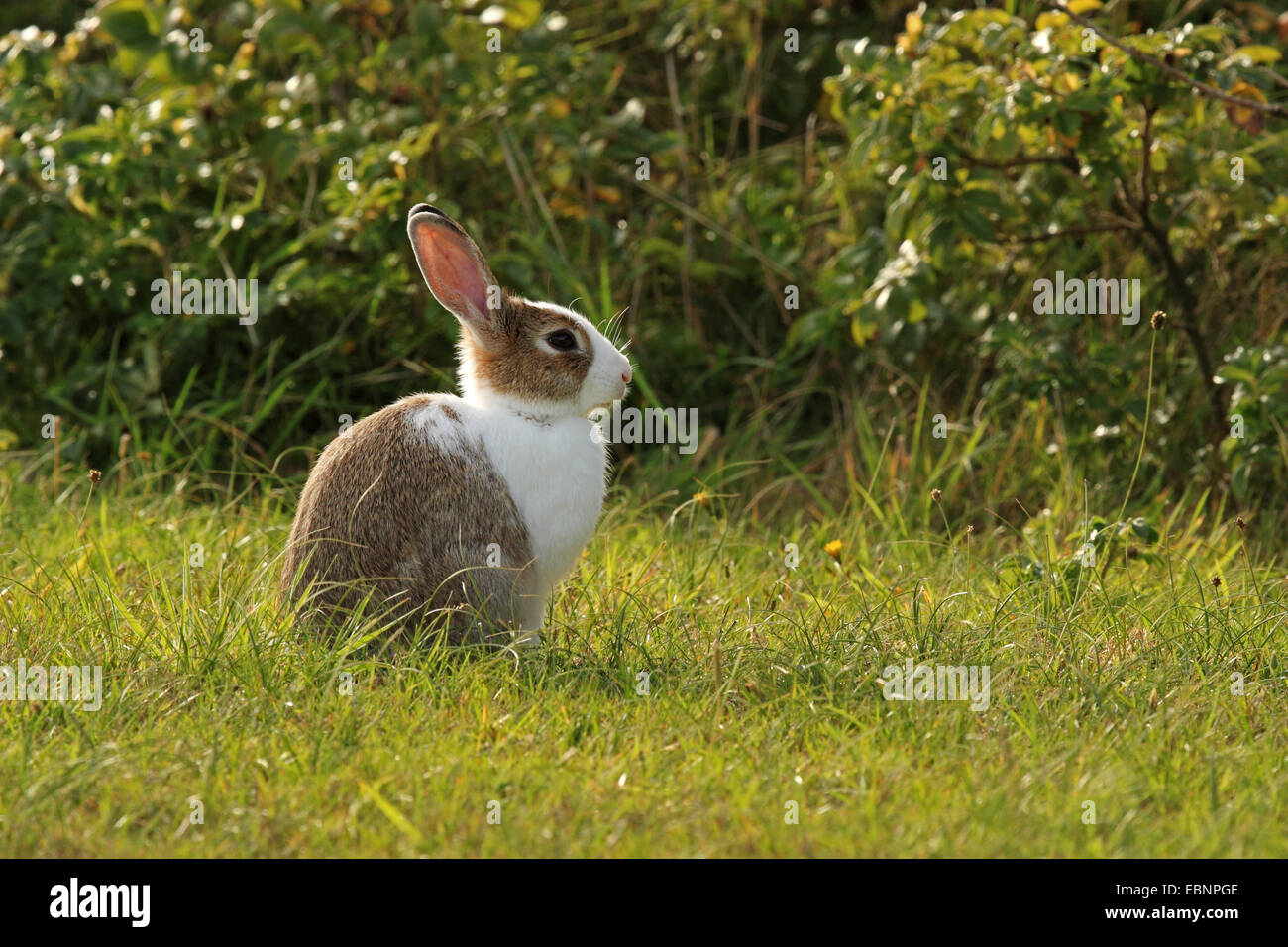 White albino in a meadow hi-res stock photography and images - Alamy