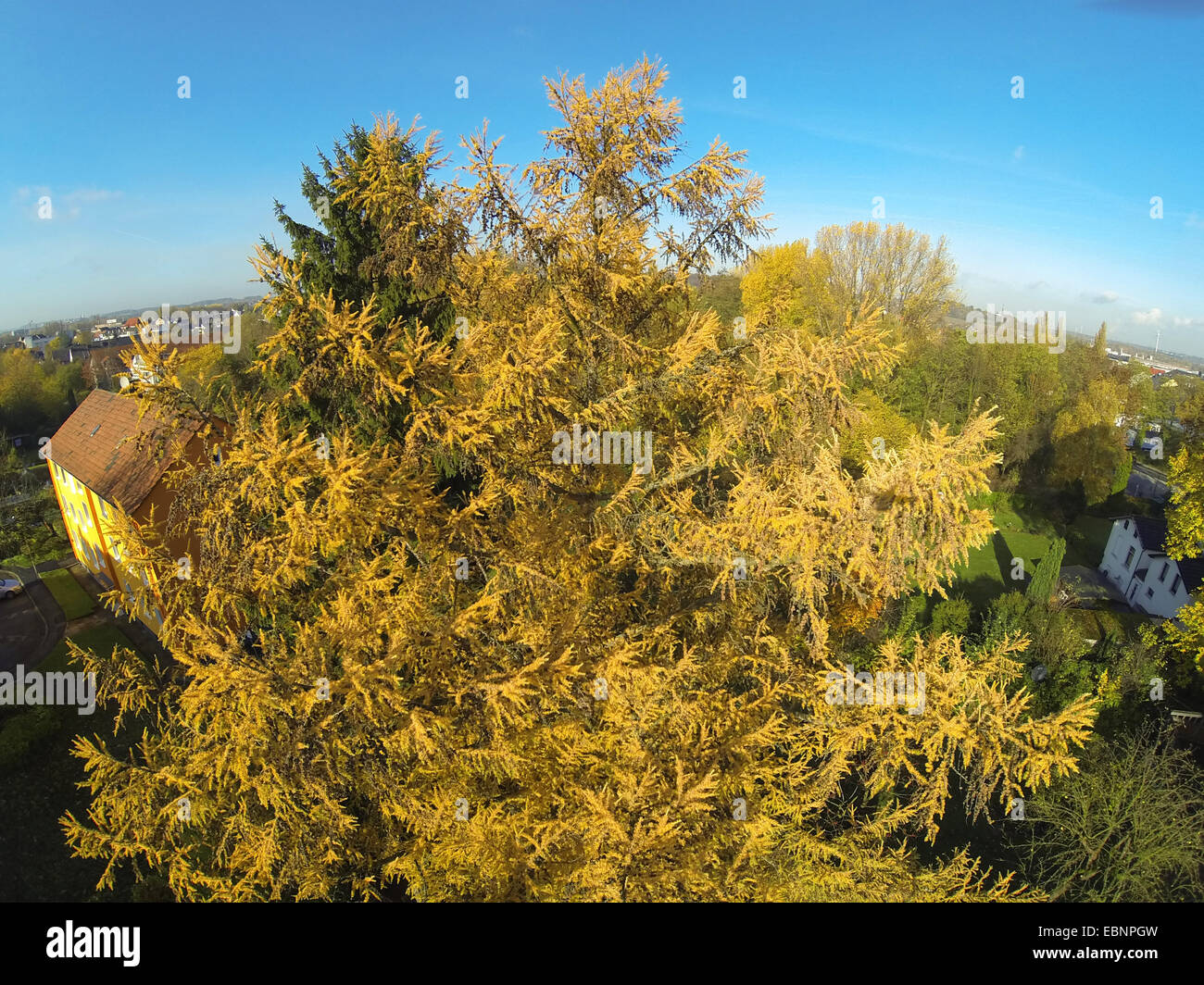 Japanese larch (Larix kaempferi), aerial view to larch in autumn ...