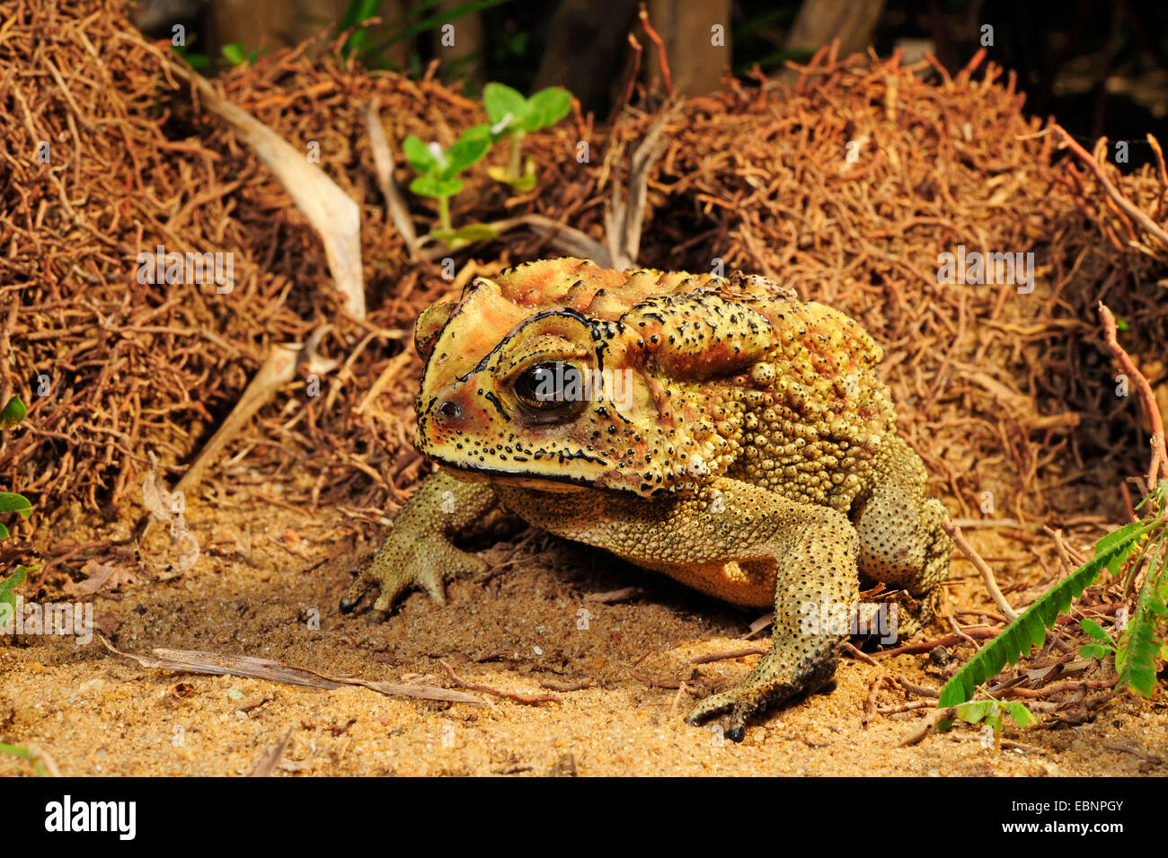 black-spined toad (Bufo melanosticus, Duttaphrynus melanostictus), on ...
