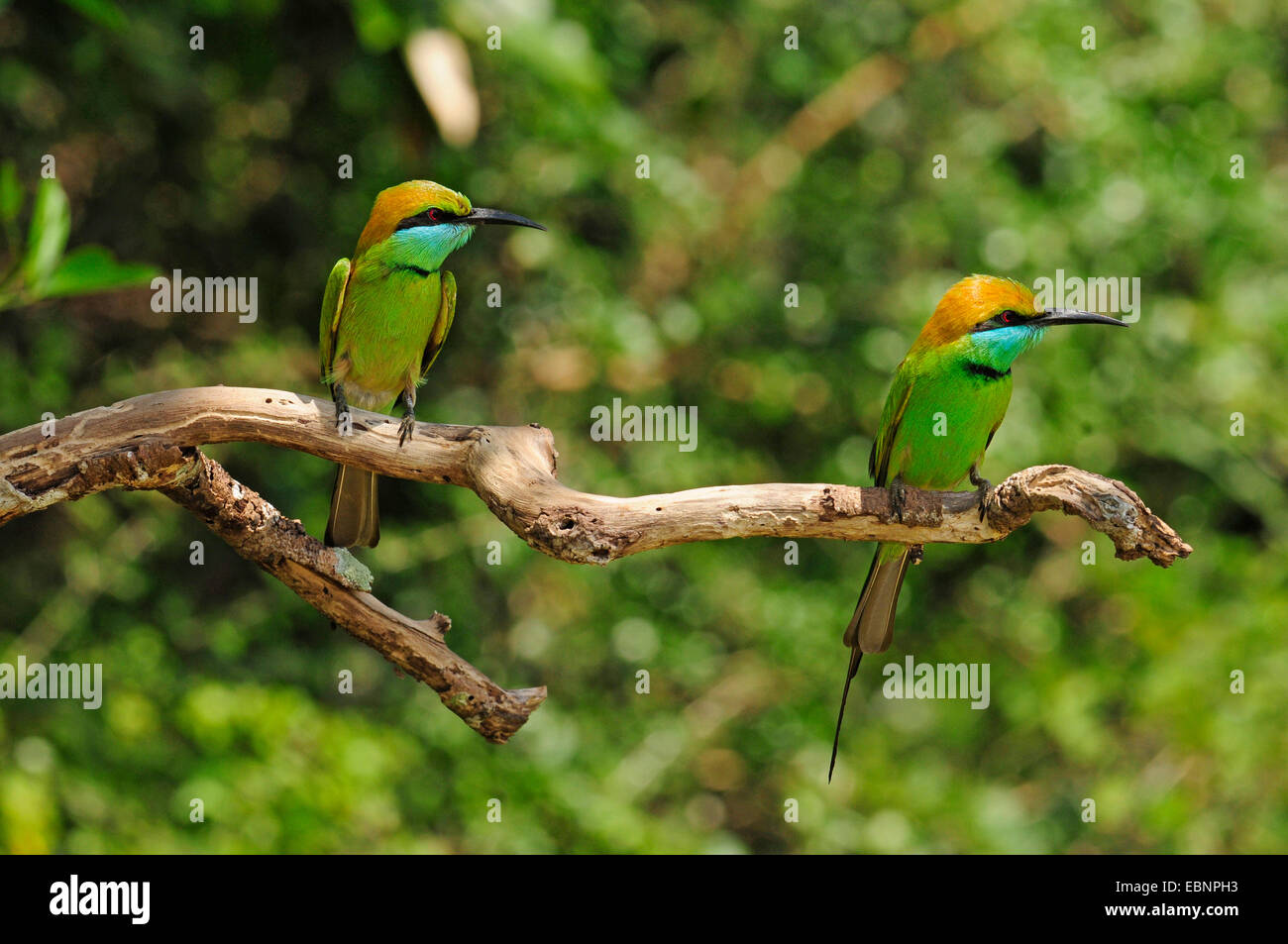 Little Green Bee-eater (Merops orientalis ceylonicus), two Little Green ...