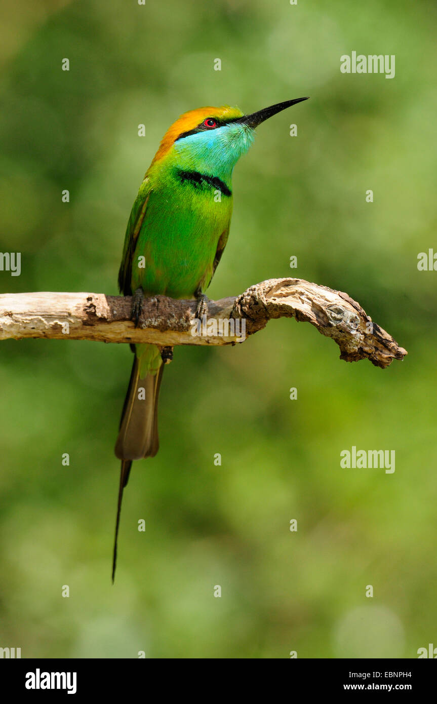Green bee eater hi-res stock photography and images - Alamy