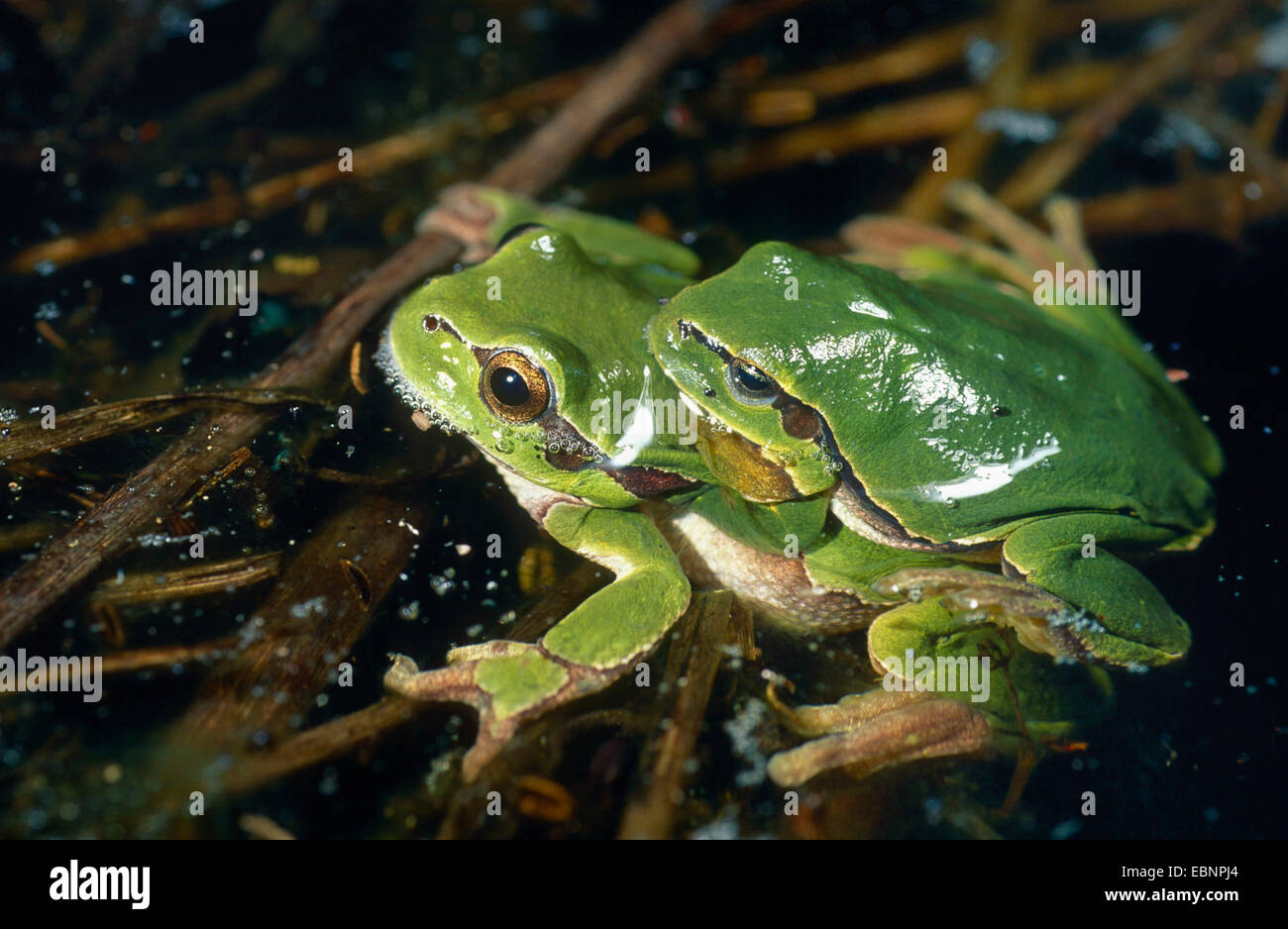 Adult common frog pair hi-res stock photography and images - Alamy