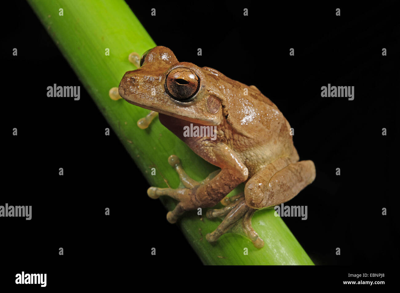 Drab tree frog (Smilisca sordida), treefrog sitting on a sprout, Honduras, Pico Bonito National ...