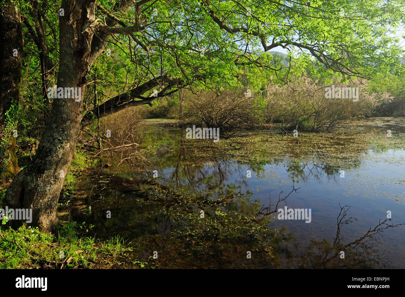 floodplain of river Pinios, Greece, Macedonia, Pinios Delta Stock Photo ...