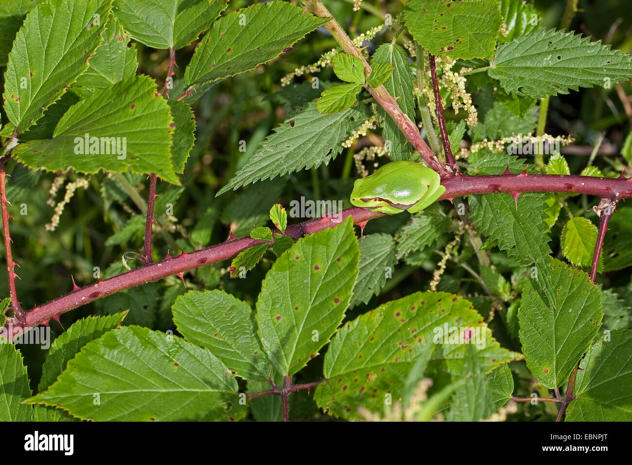 Prickly bramble plant hi-res stock photography and images - Alamy