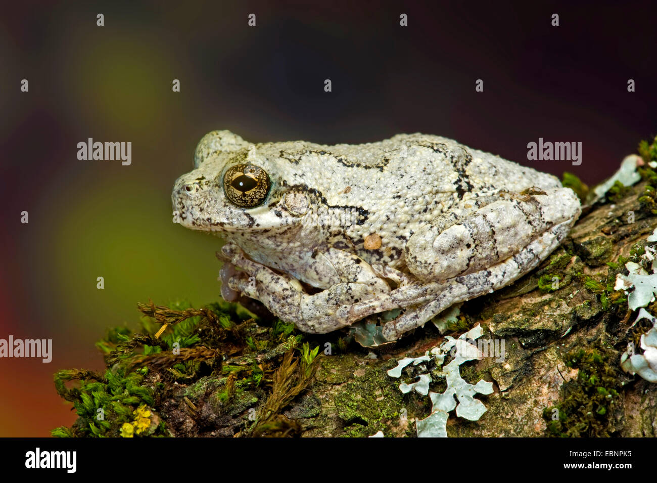 Marbled tree frog (Dendropsophus marmoratus, Hyla marmorata), on a ...