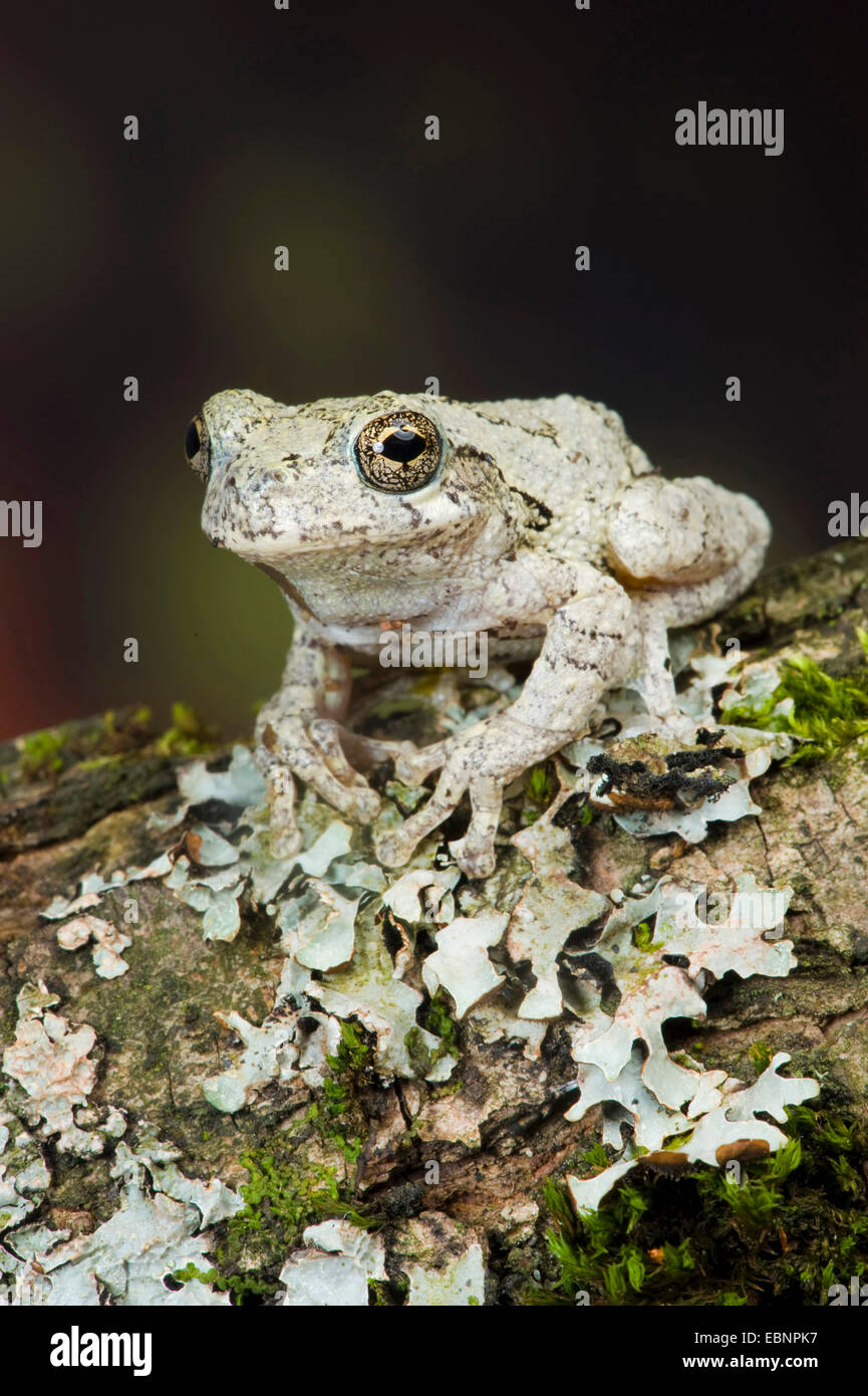 Marbled tree frog (Dendropsophus marmoratus, Hyla marmorata), sitting ...