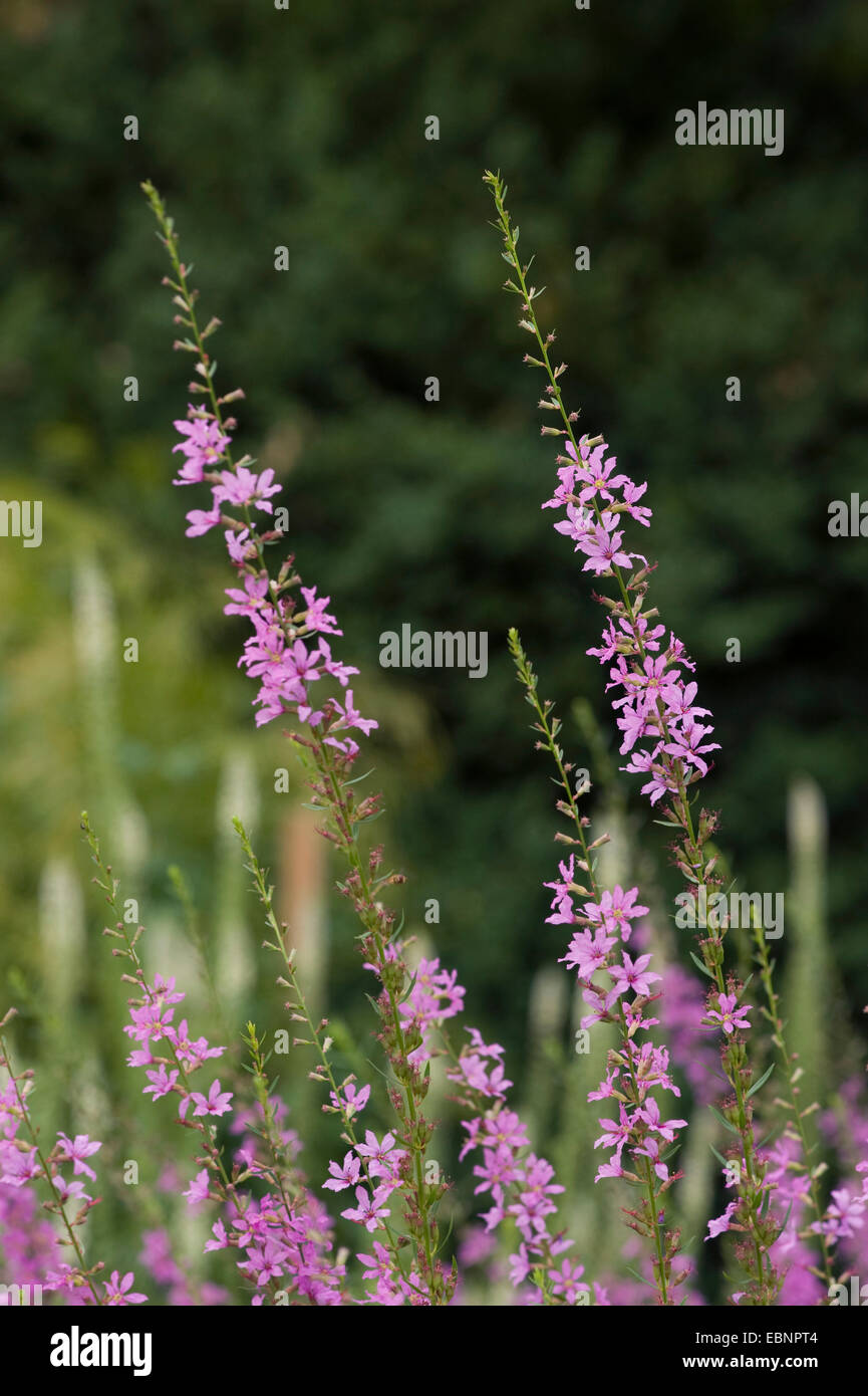 European Wand Loosestrife (Lythrum virgatum), blooming Stock Photo - Alamy