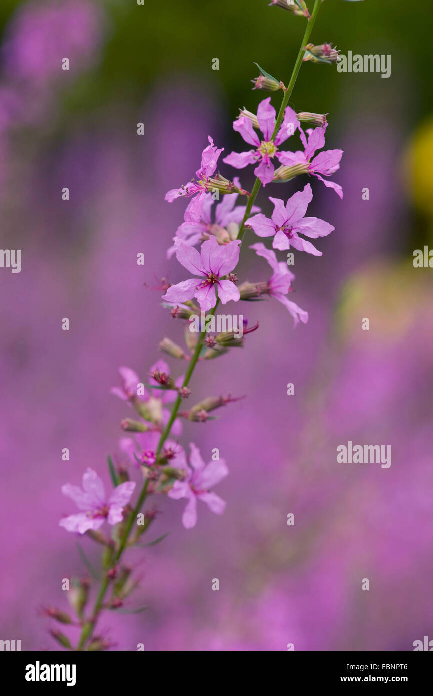 European Wand Loosestrife (Lythrum virgatum), inflorescence Stock Photo ...