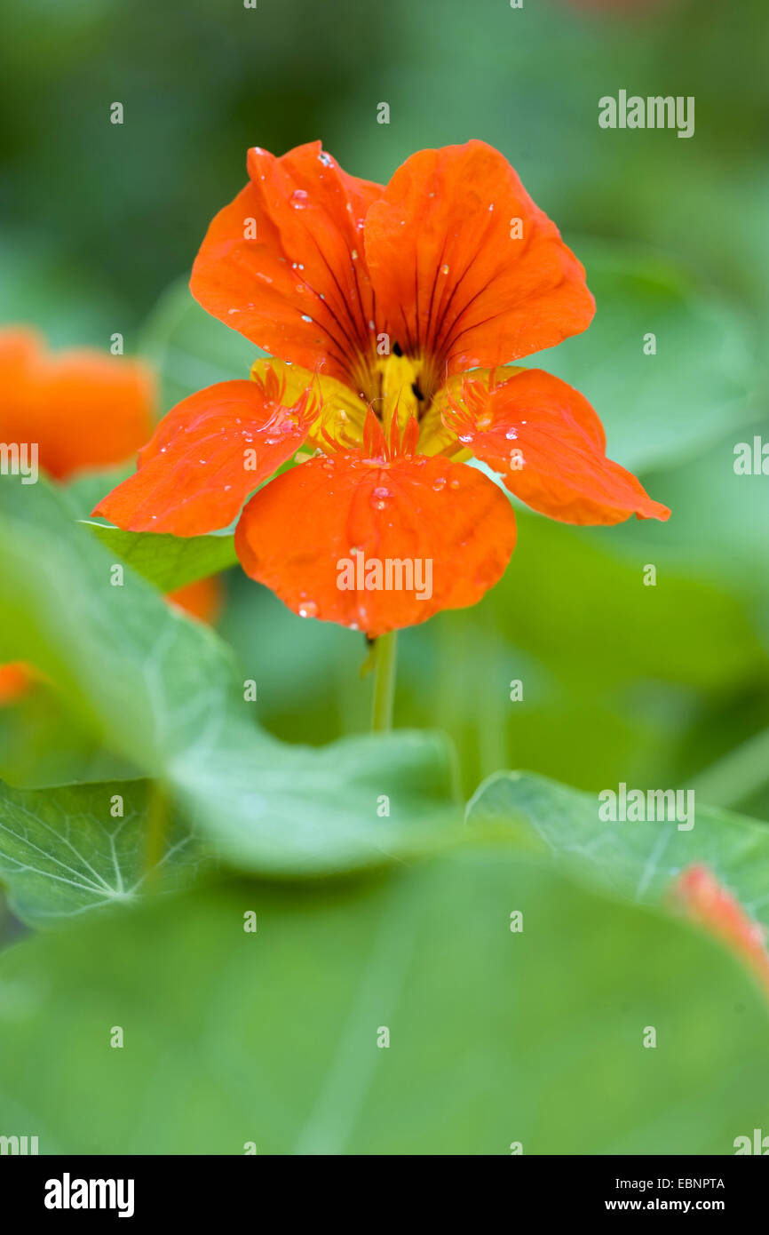 Indian cress, common nasturtium, garden nasturtium (Tropaeolum majus ...