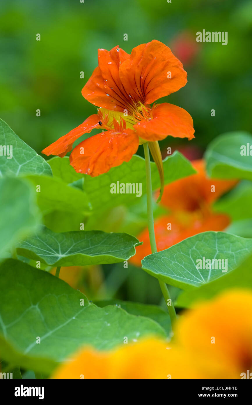Indian cress, common nasturtium, garden nasturtium (Tropaeolum majus ...