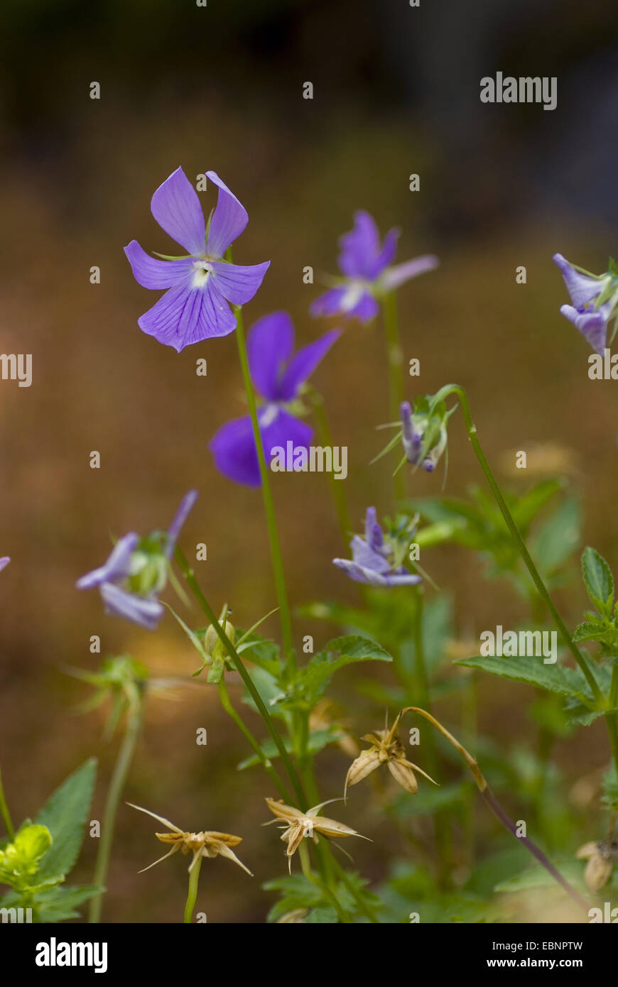 horned pansy, horned violet (Viola cornuta), wild form Stock Photo - Alamy