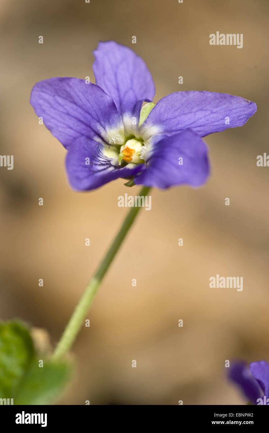 early dog-violet (Viola reichenbachiana), flower, Germany Stock Photo ...