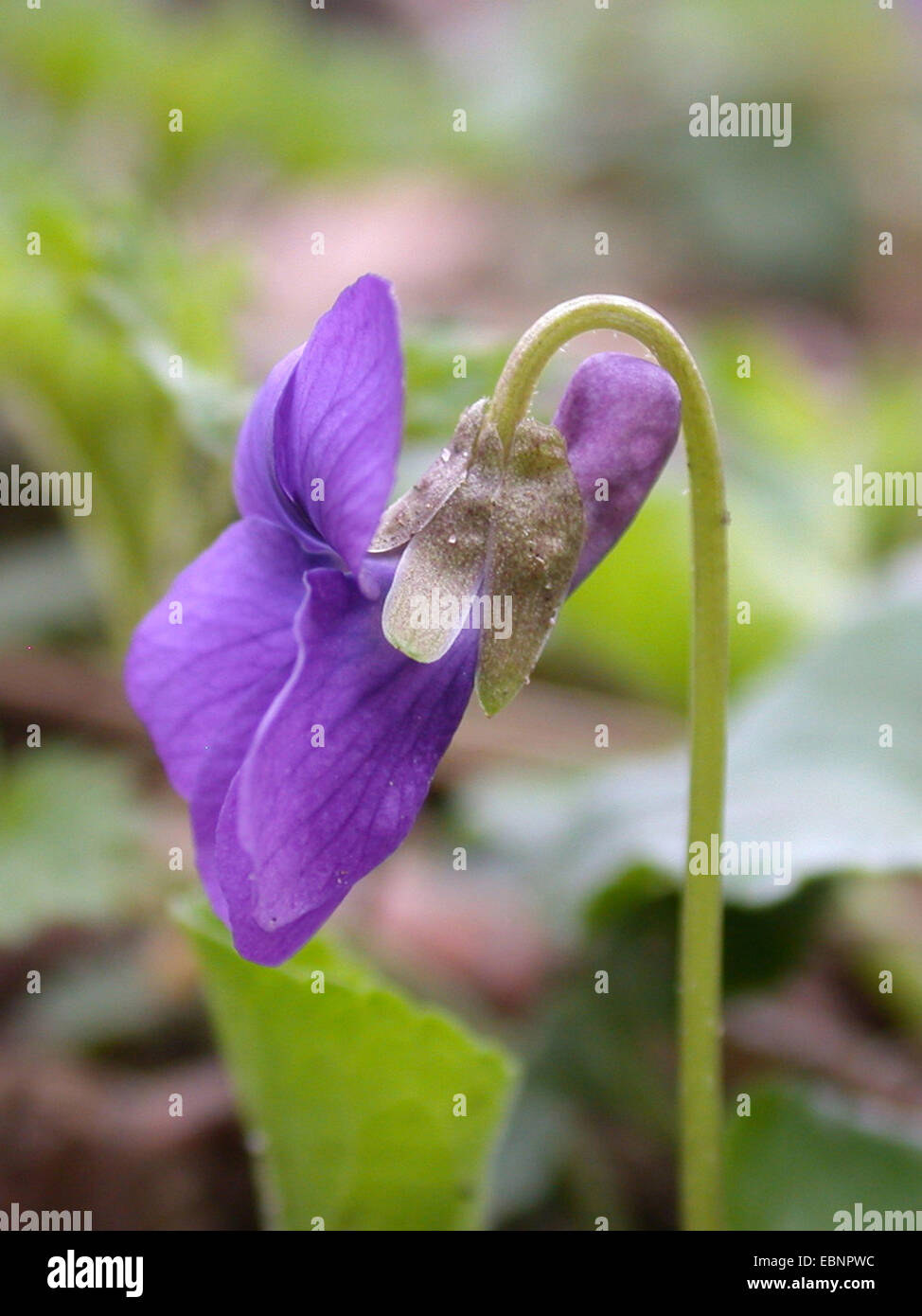 English violet, Sweet violet (Viola odorata), flower, Germany Stock ...