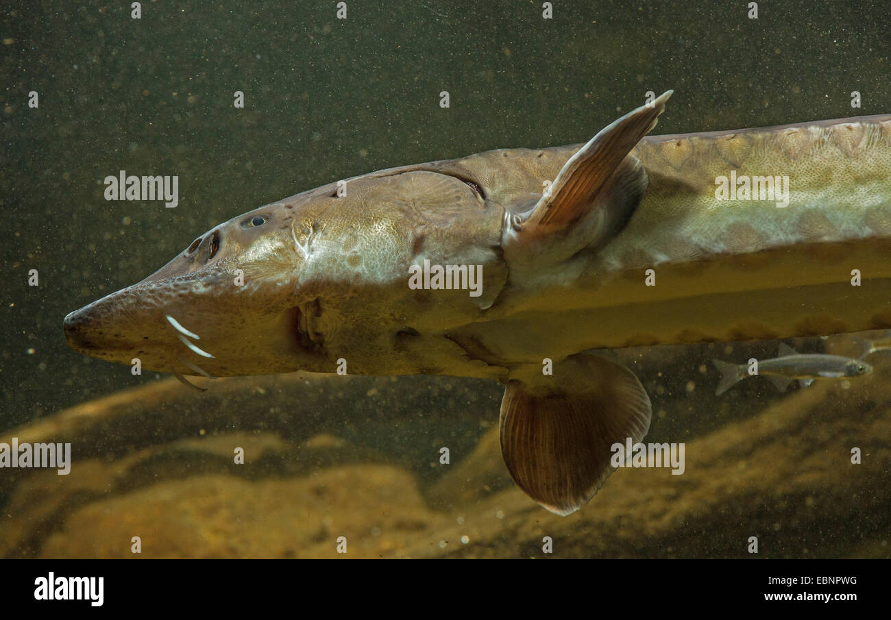 Common sturgeon, Sturgeon, Atlantic sturgeon, European sturgeon ...