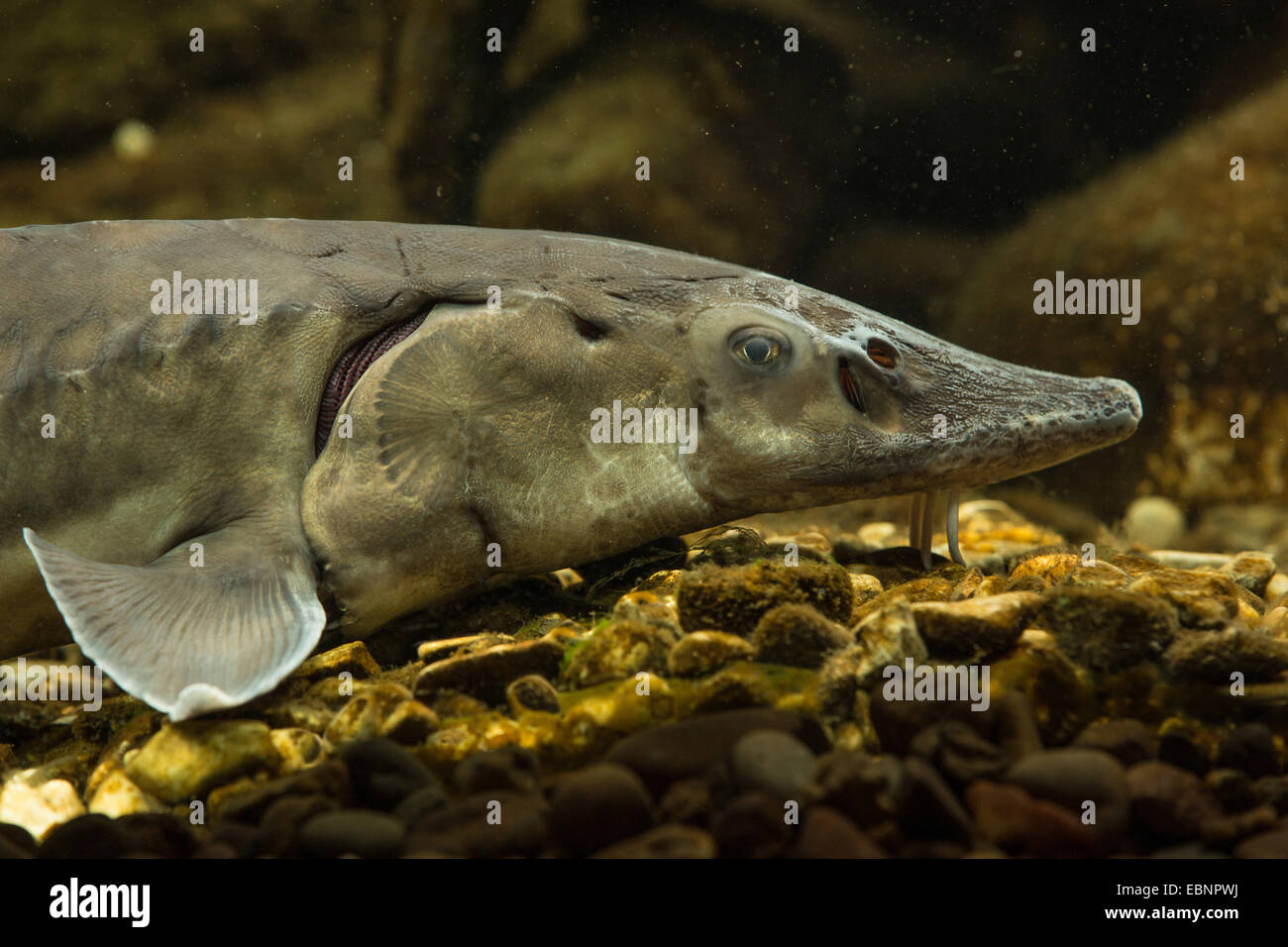 Common sturgeon, Sturgeon, Atlantic sturgeon, European sturgeon ...