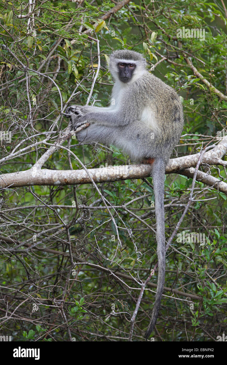 Grivet monkey, Savanna monkey, Green monkey, Vervet monkey ...