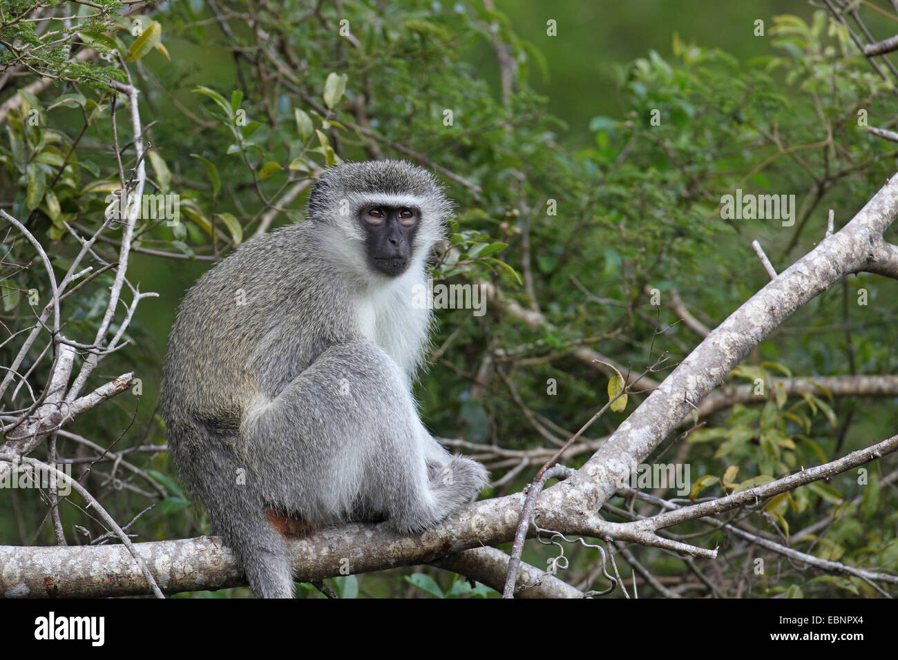 Grivet monkey, Savanna monkey, Green monkey, Vervet monkey ...