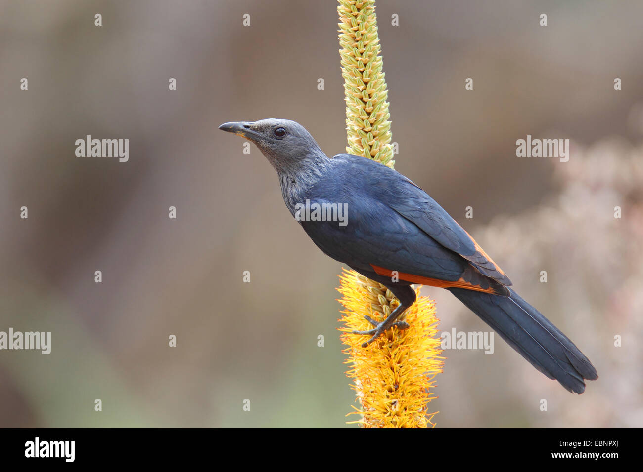 African red-winged starling (Onychognathus morio), female sits on an ...