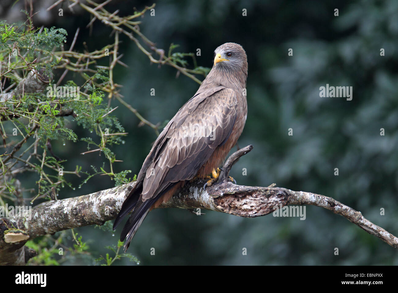 Yellow-billed kite, Yellow billed kite (Milvus parasitus), sits on a ...