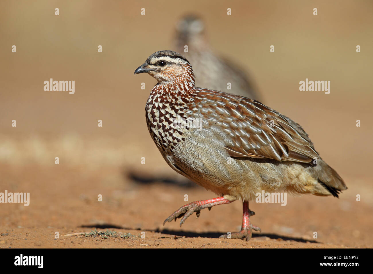Crested francolin (Francolinus sephaena), runs on the ground, South ...