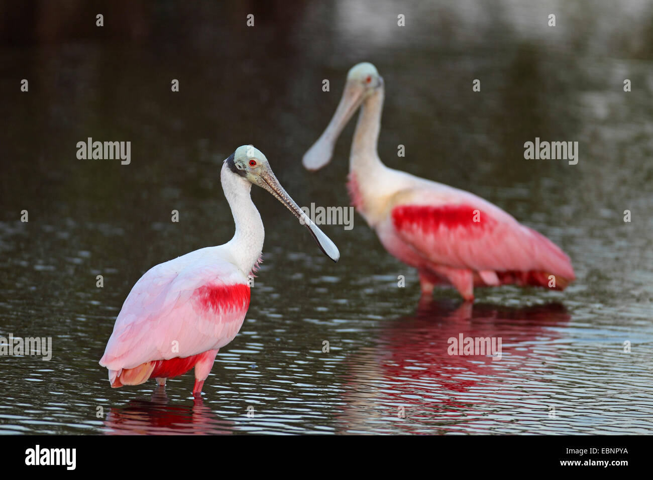 roseate spoonbill (Ajaia ajaia), two spoonbills stand in shallow water ...