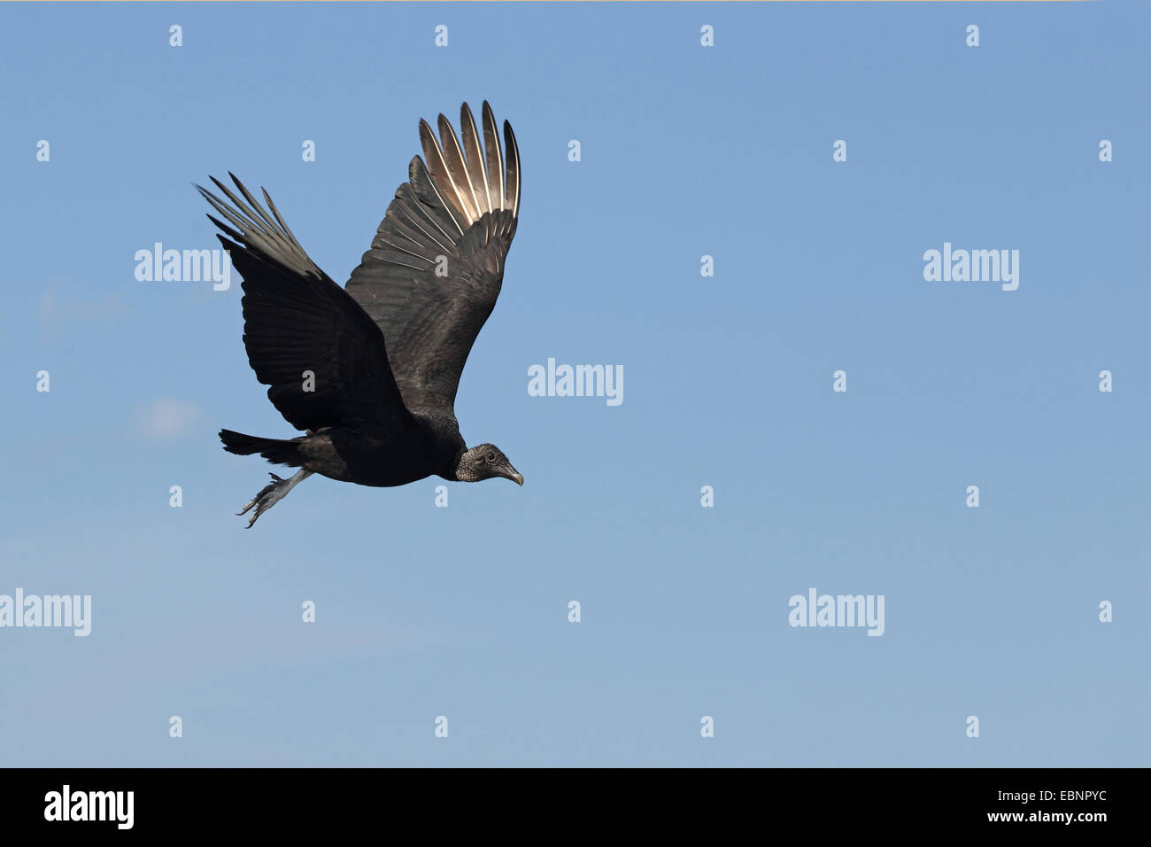 American black vulture (Coragyps atratus), vulture flying off, USA ...