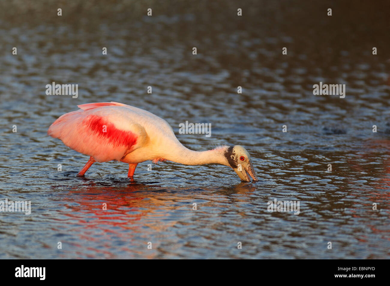 roseate spoonbill (Ajaia ajaia), looks for food in shallow water, USA ...