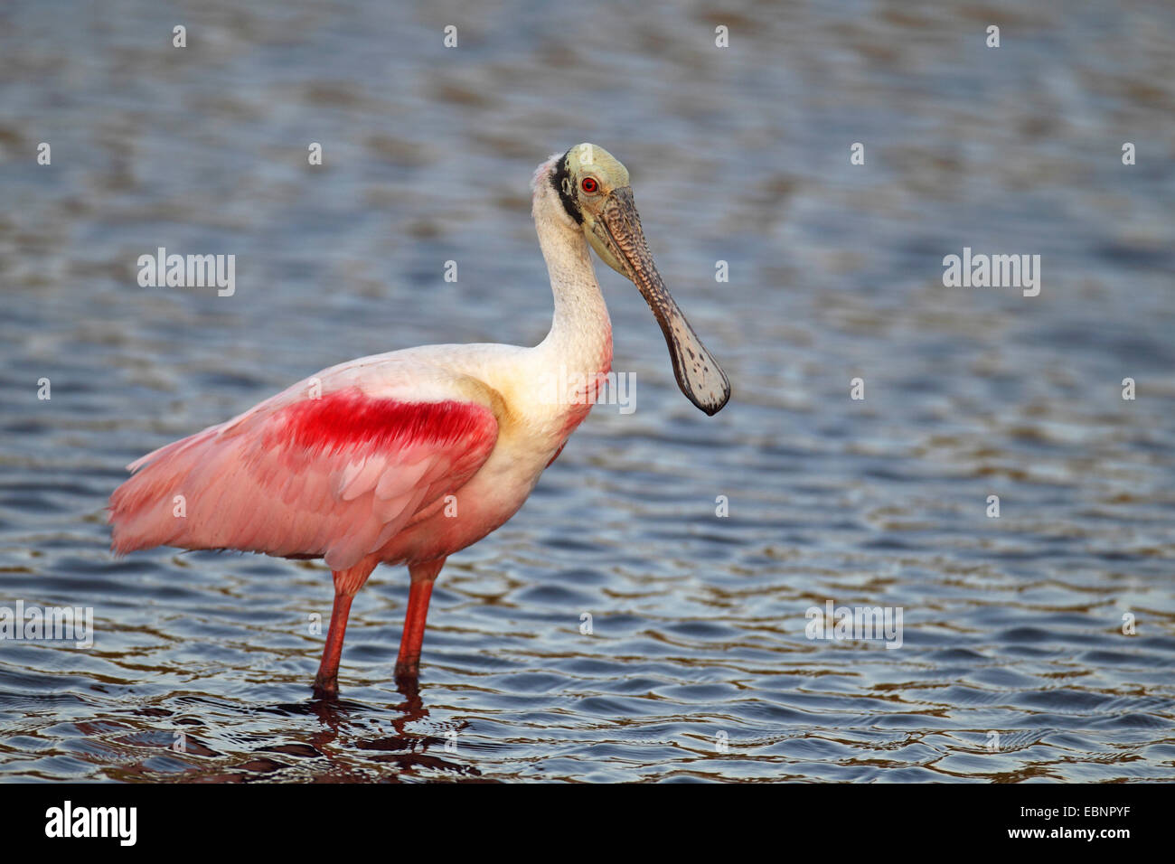 roseate spoonbill (Ajaia ajaia), stands in shallow water, USA, Florida ...