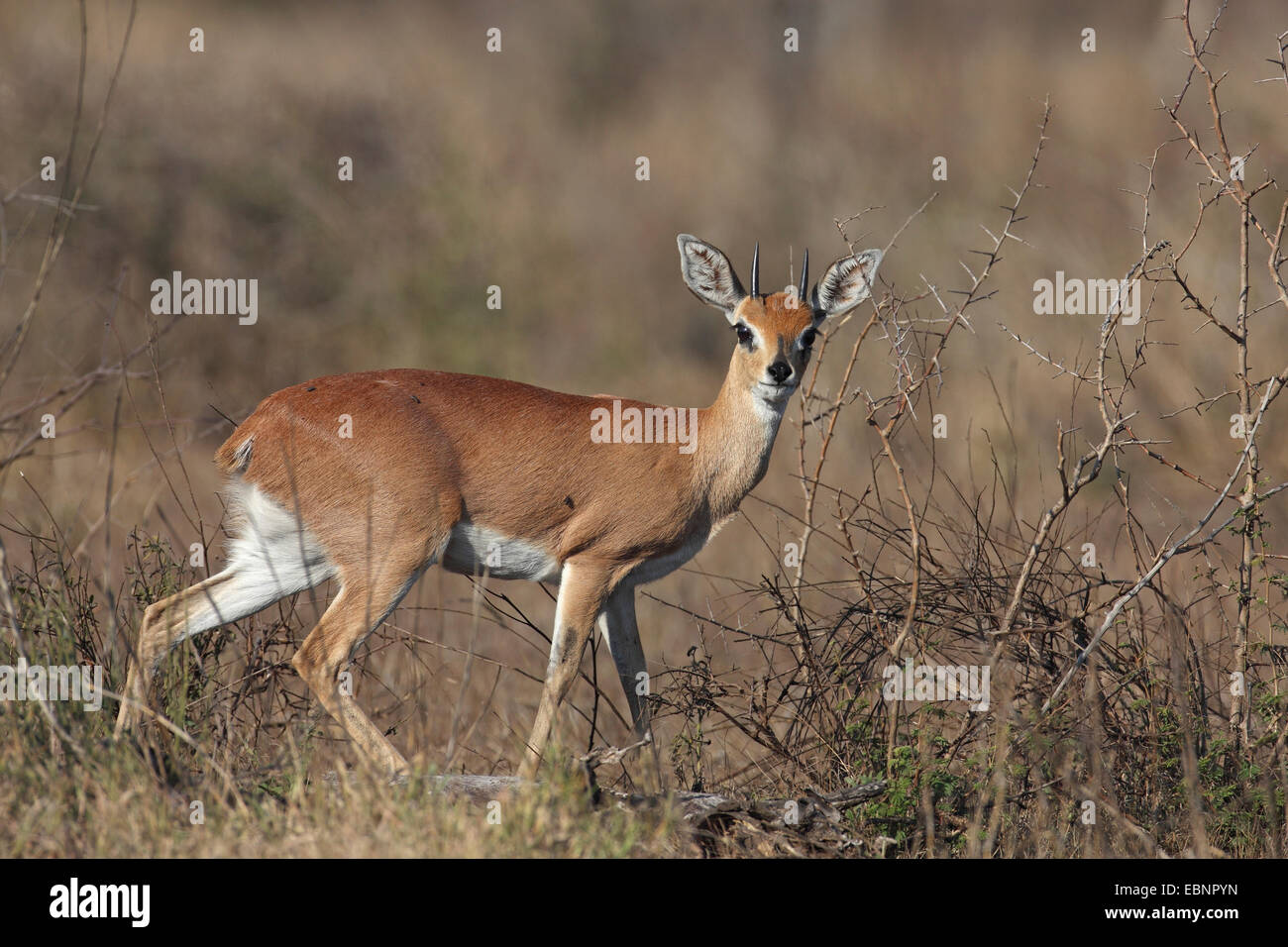 steenbok (Raphicerus campestris), male stands in scrubland, South ...