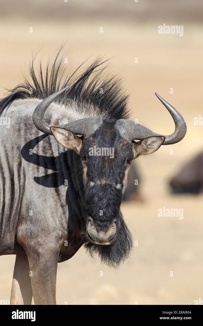 blue wildebeest, brindled gnu, white-bearded wildebeest (Connochaetes ...