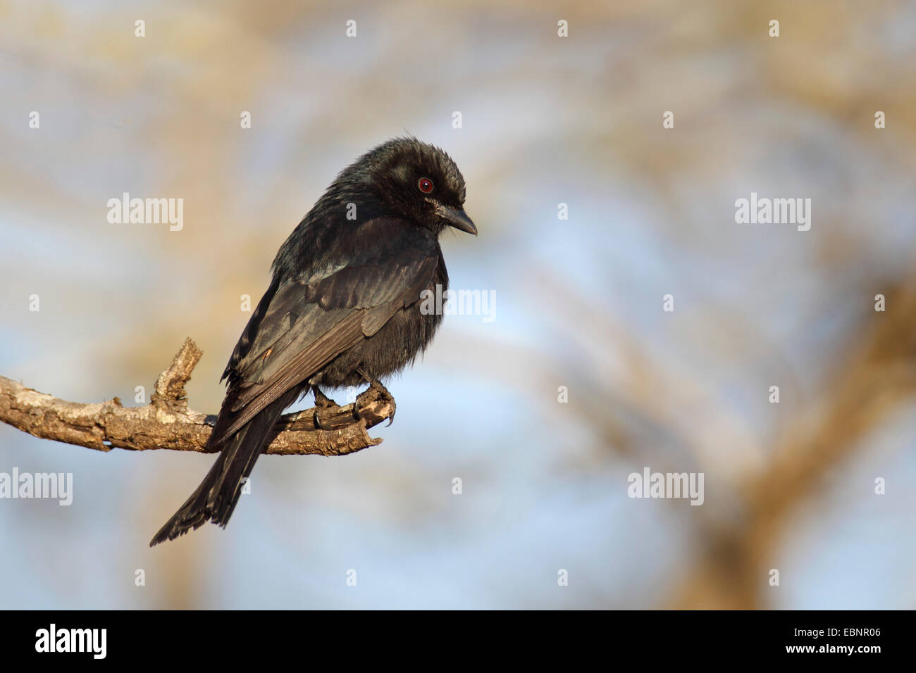 Fork-tailed Drongo, Common Drongo (Dicrurus adsimilis), sits on a ...