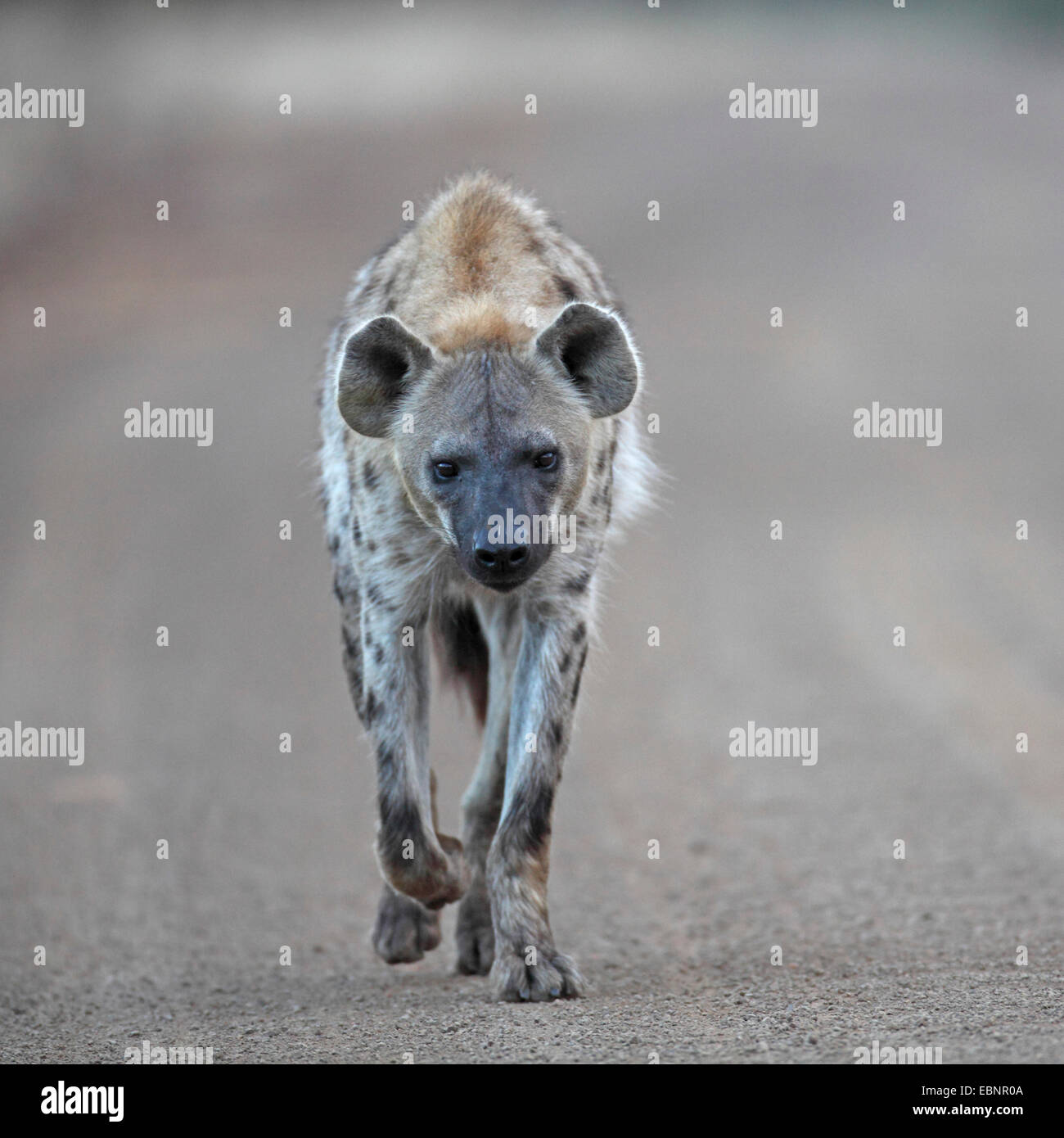 spotted hyena (Crocuta crocuta), walks on a dirt road, front view ...