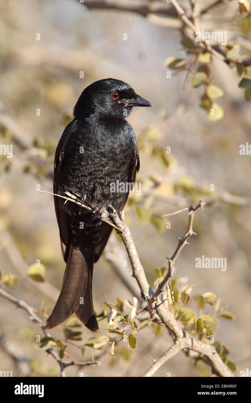 African drongo hi-res stock photography and images - Alamy