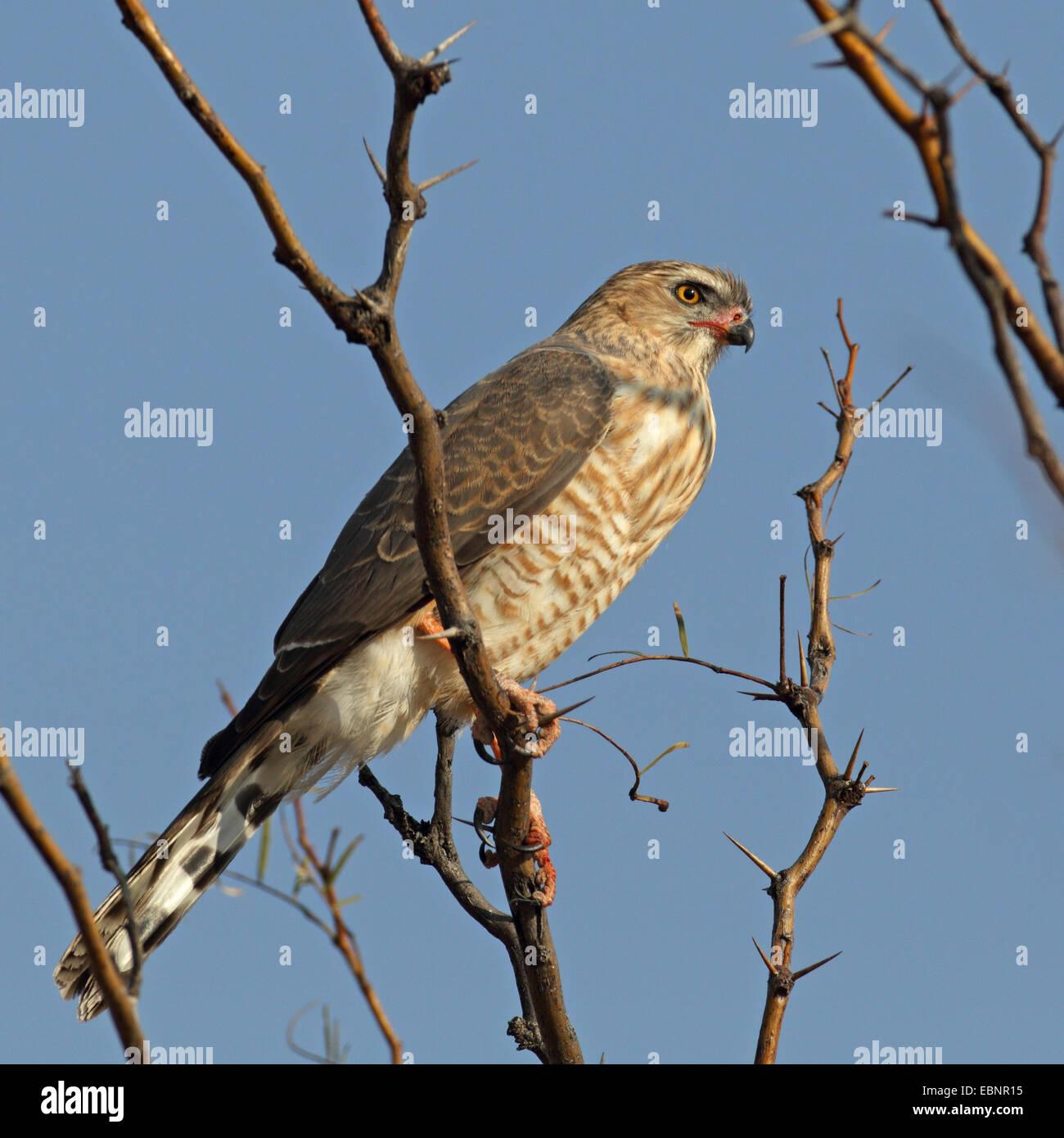 Somali chanting-goshawk, Eastern pale chanting goshawk (Melierax ...