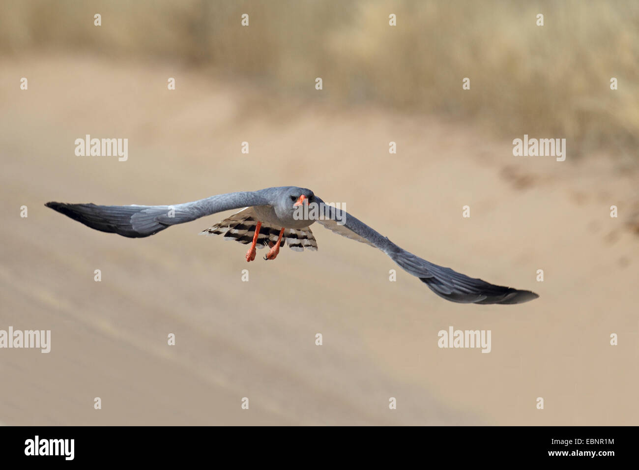 Somali chanting-goshawk, Eastern pale chanting goshawk (Melierax ...