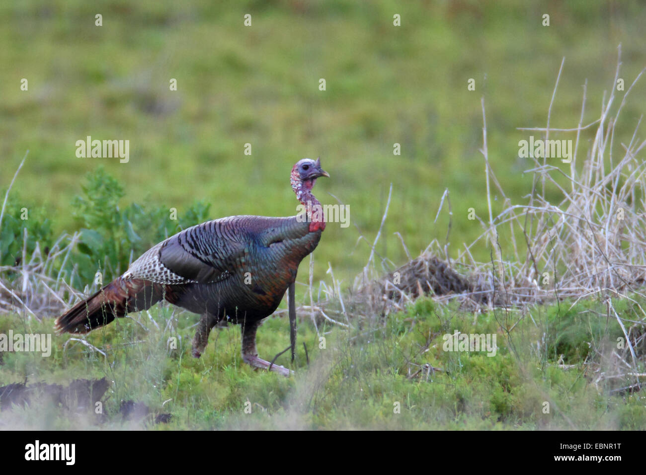 common turkey (Meleagris gallopavo), male walks on a meadow, USA ...