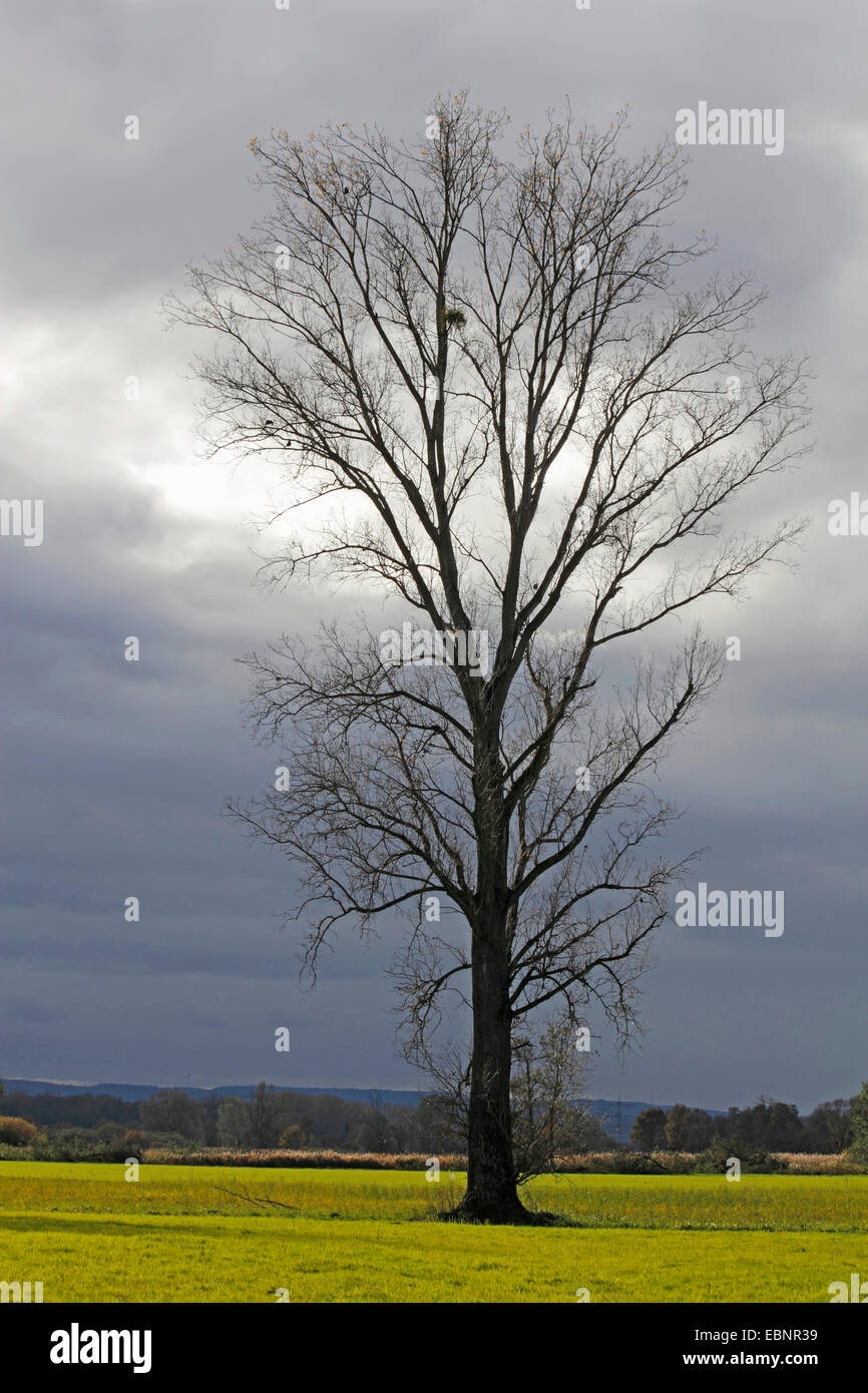 Silver Leaved Poplar Stock Photos & Silver Leaved Poplar Stock Images ...